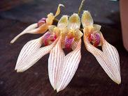 Bulbophyllum