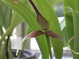Bulbophyllum