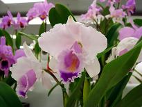 Cattleya