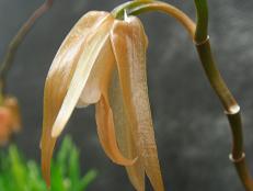 Coelogyne