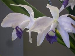 Cattleya