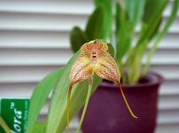 Masdevallia