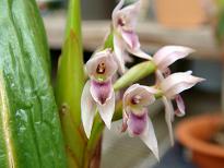 Maxillaria