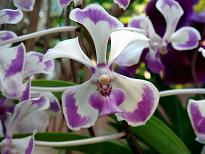 Vanda